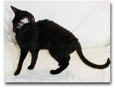 Top Cat Breeds: German Rex Cat Breed with Pictures