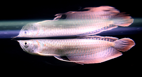 Silver Arowana, arowana species from amazon basin ~ Tropical Fish Gallery