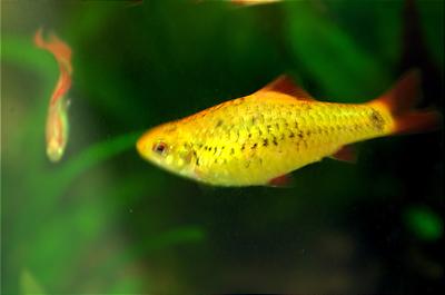 Gold Barb Pictures ~ Tropical Fish Gallery
