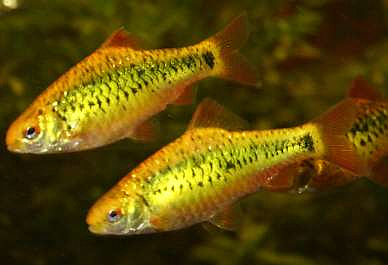 Gold Barb Pictures ~ Tropical Fish Gallery