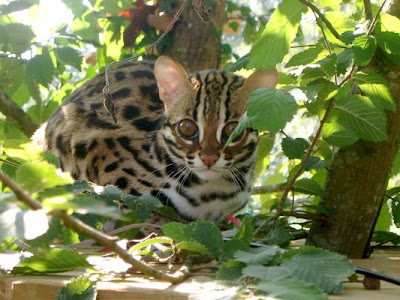 Bengal Cat or Bengal Kitten ~ Animal Pictures Gallery