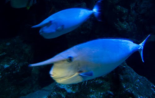 Unicorn Tang Picture ~ Tropical Fish Gallery