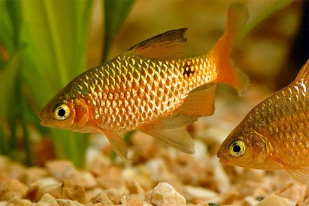 Rosy Barb Fish Pictures ~ Tropical Fish Gallery