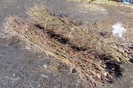 A Woodsrunner's Diary: Fascines and Fascine Knives.