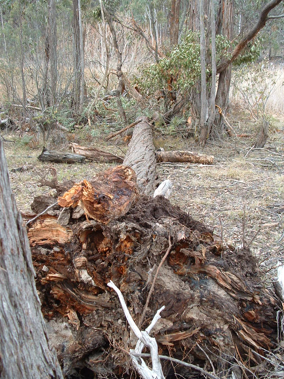 A Woodsrunner's Diary: Whilst Trekking & Camping. Fallen Tree & Wild Boar.