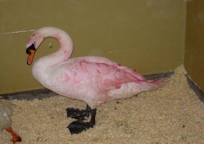 RSPCA Cambridge: Seeing Pink Swans