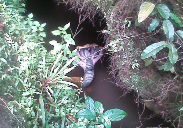 This is our life: Five headed Snake - SHESHNAAG