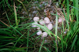 Kelly's Critter Talk