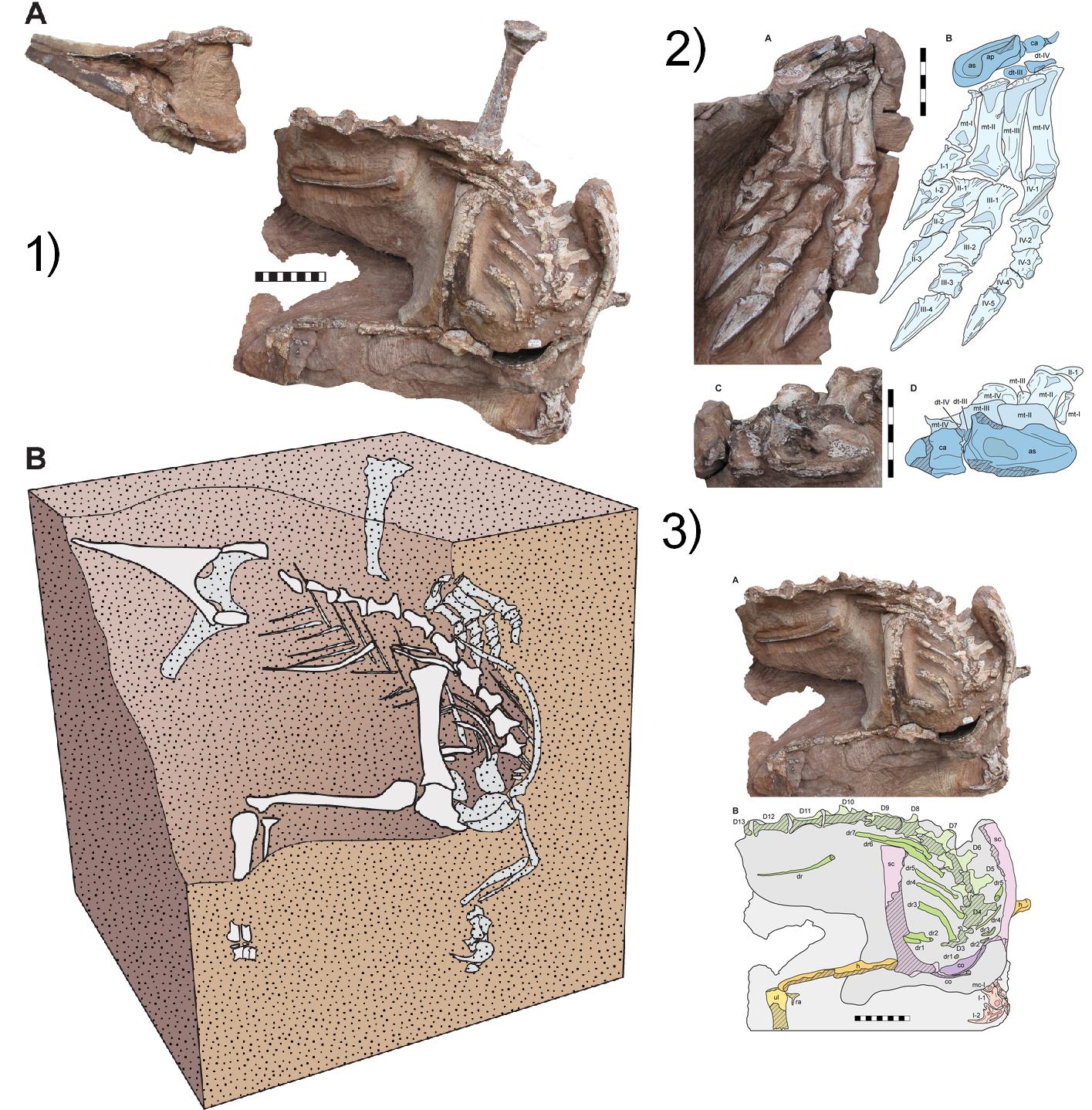 pan-Aves: Sauropodomorfní novinky: Ignavusaurus rachelis a Seitaad ...
