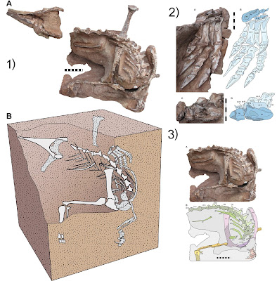 pan-Aves: Sauropodomorfní novinky: Ignavusaurus rachelis a Seitaad ...