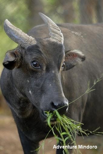 Let's Adventure to Mindoro!: The Tamaraw