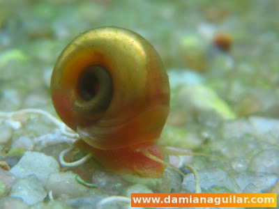Planorbis corneus : Acuarios, invertebrados y fotografia