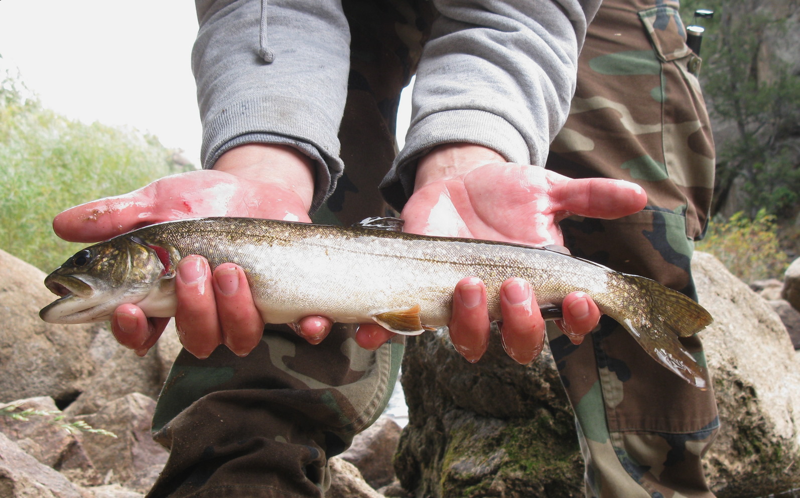 ColoradoCasters: Rockinz’ De Splake!