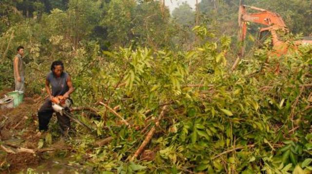 Cambio Climatico: La destrucción de la naturaleza en el mundo cuesta ...