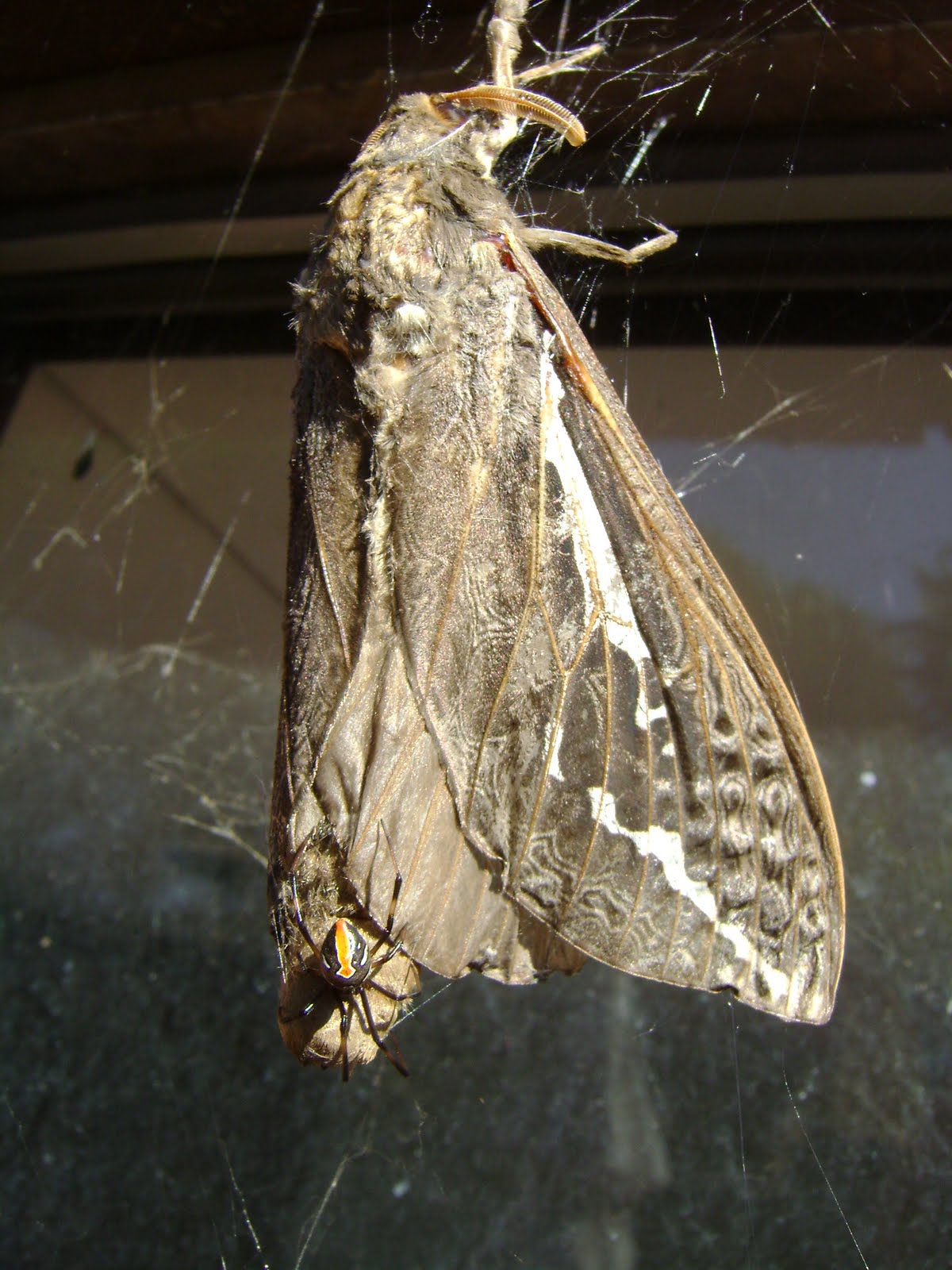 Downunder Daisy: June 2010