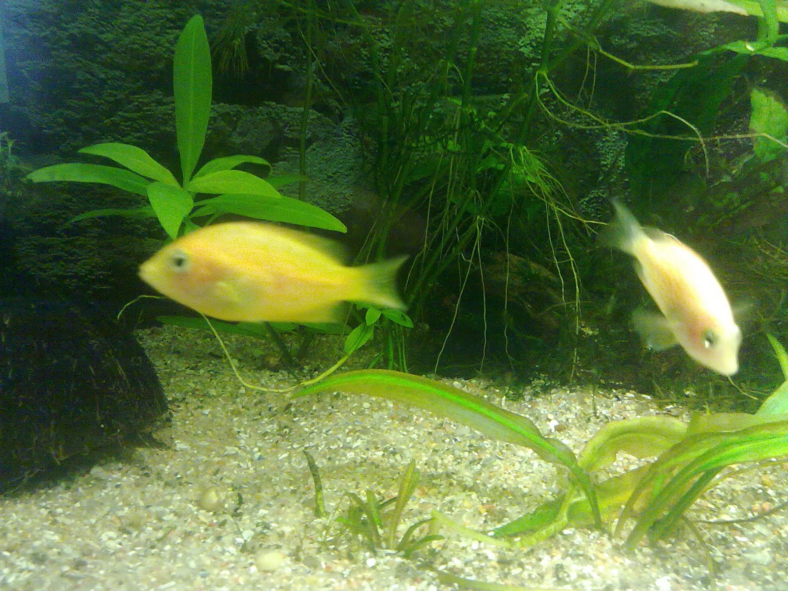 El Rincón Salobre: Especies: Etroplus Maculatus