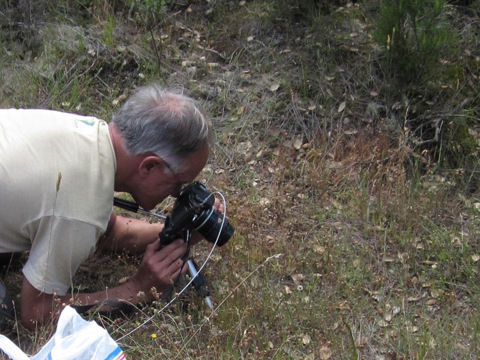 Flora i vegetació de Tossa: La flora relicte i singular del Massís