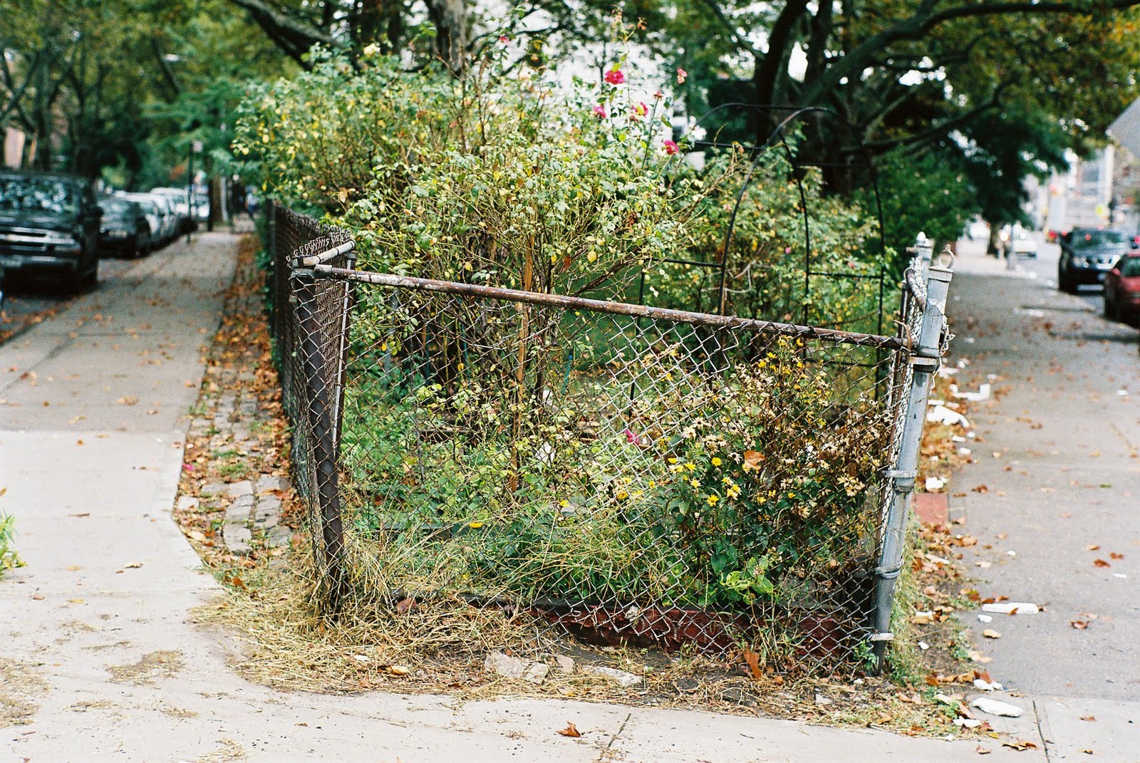 IN RESIDENCE @ APEXART WITH ROY SAMAHA