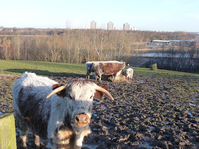 Tyneside Daily Photo: March 12, 2010 Bill Quay Farm