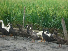PUSAT PENTERNAKAN ITIK MUSCOVY
