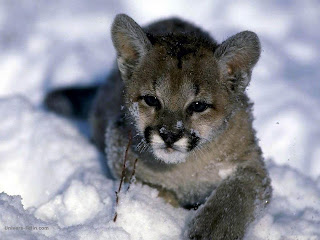 pauli: PUMA: animal en peligro de extinciòn.