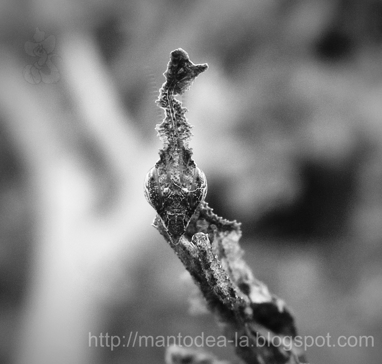 Mantodea Latinoamérica: Ficha: Mantis Fantasma (Phyllocrania paradoxa)