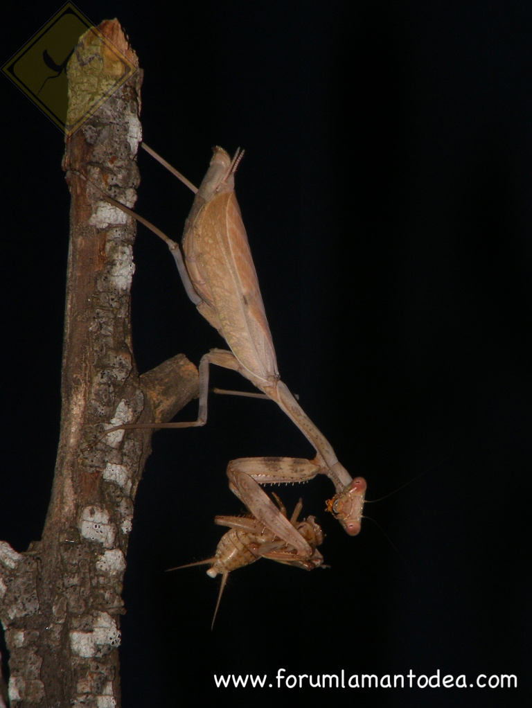 Mantodea Latinoamérica: Ficha: Cría De Grillos