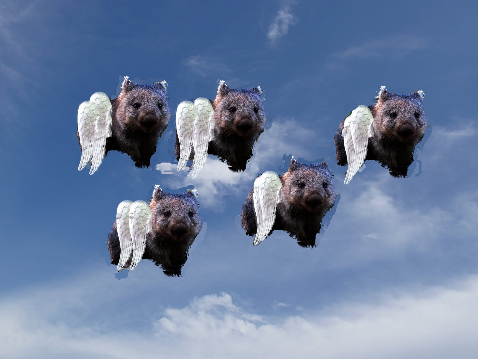 Photoshop is fun!: wombats in the sky