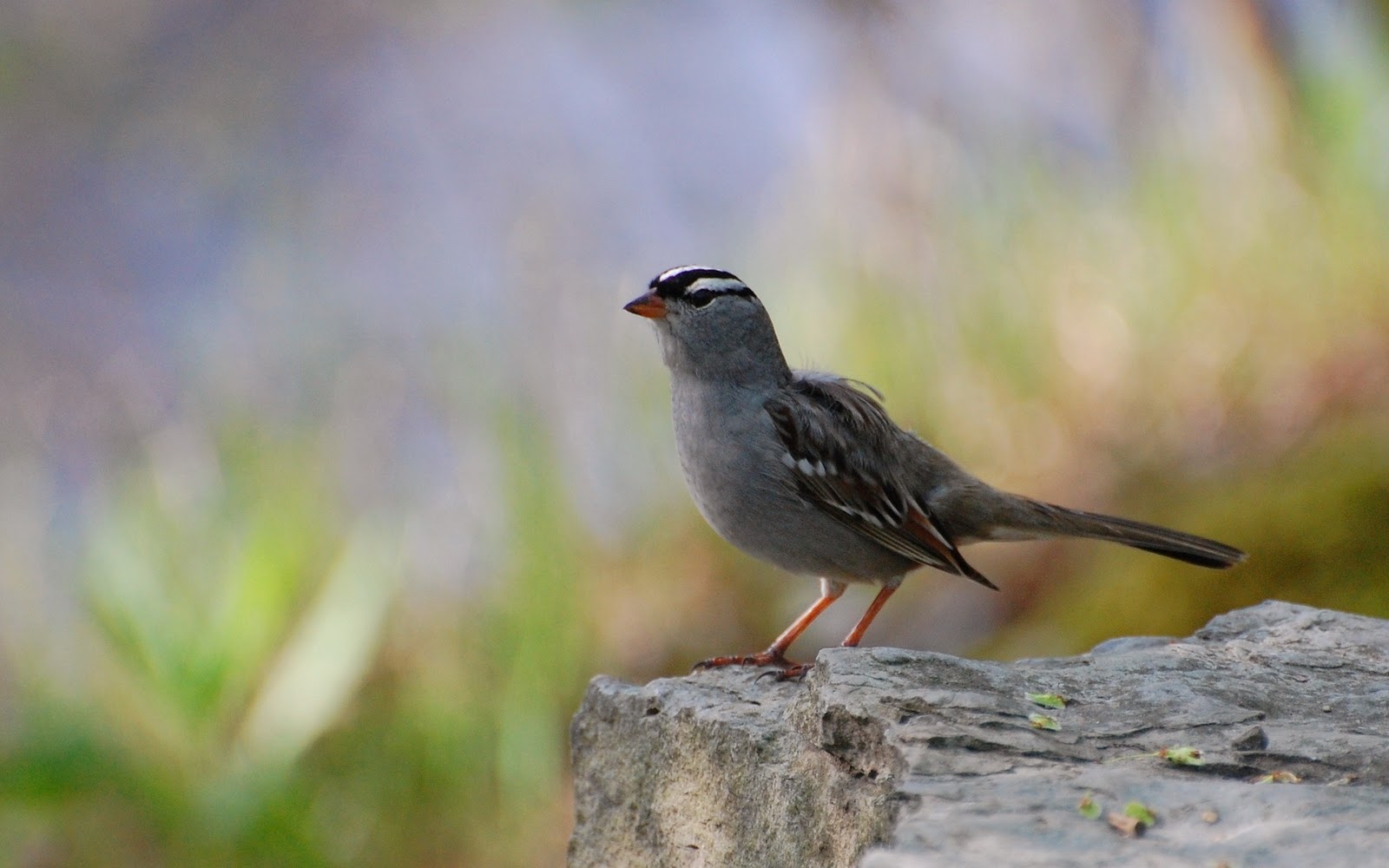 High Definition Photo And Wallpapers: pictures of animals,free high ...