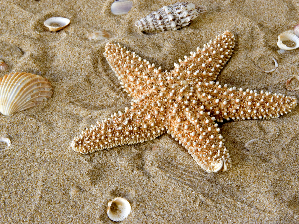 High Definition Photo And Wallpapers: fish pictures,fish photos ...