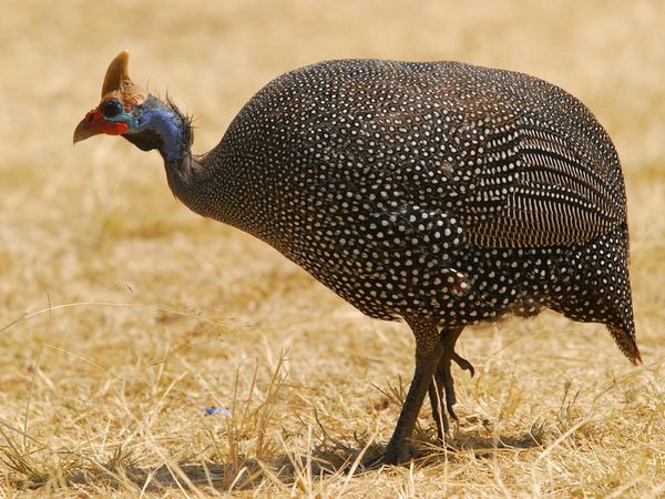 High Definition Photo And Wallpapers: bird pictures,raising game birds ...