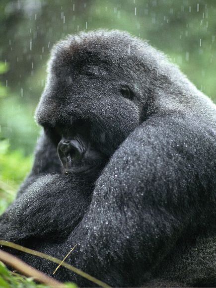 High Definition Photo And Wallpapers: baby gorilla pictures,gorilla ...