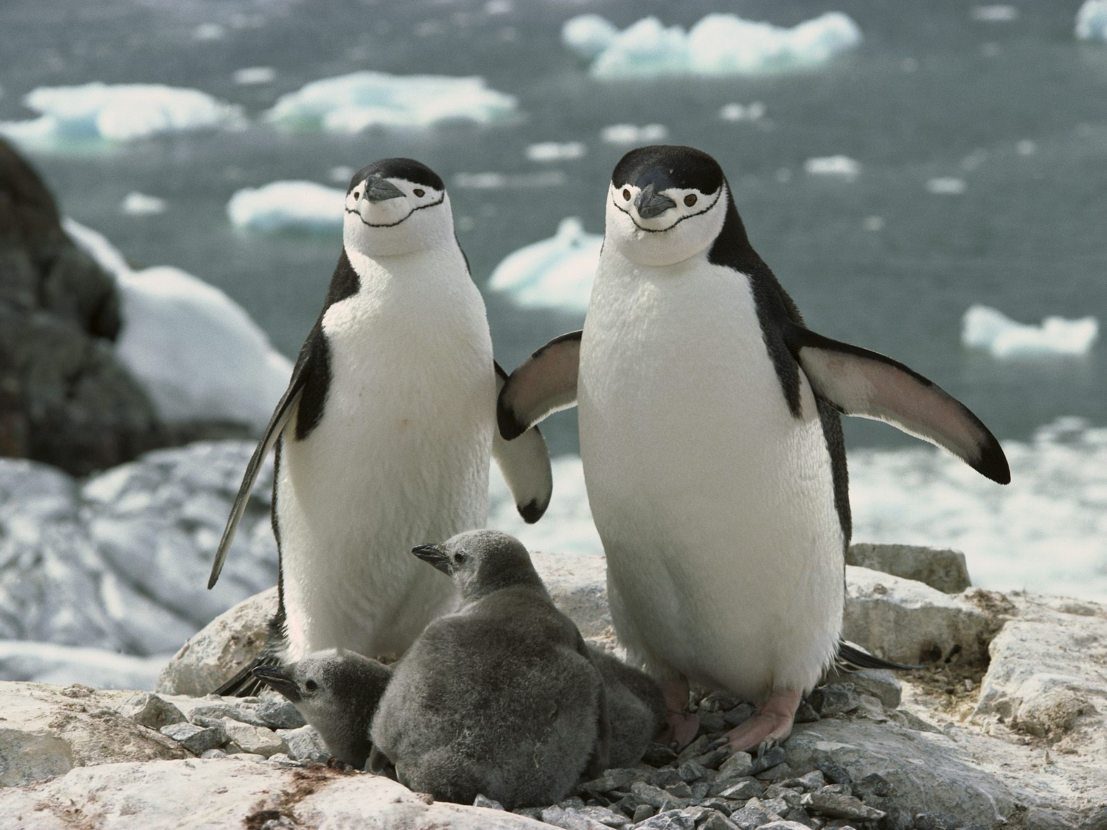 High Definition Photo And Wallpapers: amazing animals wallpapers ...