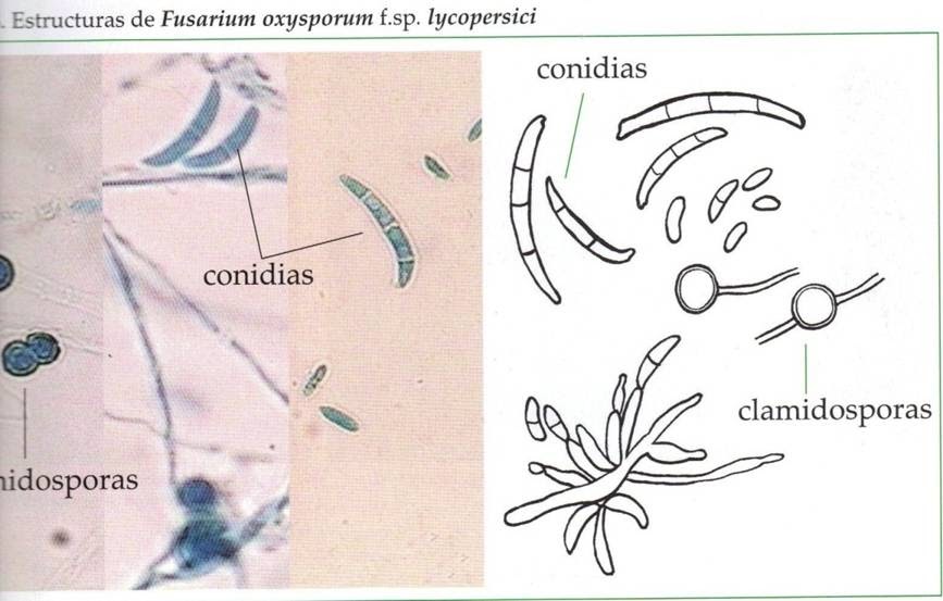 Agro Ayuda: FUSARIOSIS VASCULAR