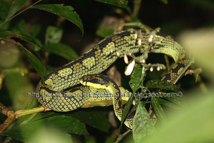Biodiversity of Sri Lanka: පලා පොළඟා[Palaa Polaga]Green Pit Viper ...