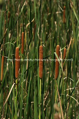 Biodiversity of Sri Lanka: හම්බූ පන්[Hambu Pan] (Typha angustifolia)