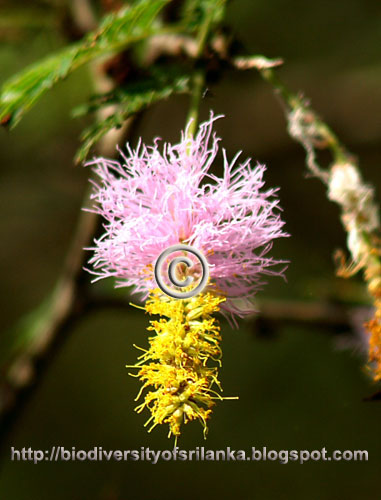 Biodiversity of Sri Lanka: අන්දර[Andara] (Dichrostachys cinerea)
