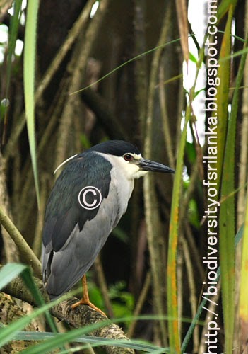 Biodiversity of Sri Lanka: Black-crowned night heron/ Raa Koka ...