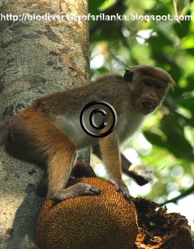 Biodiversity of Sri Lanka: රිලවා[Rilawa]/Toque Monkey (Macaca sinica)