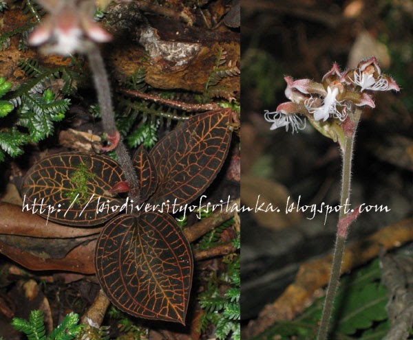 Biodiversity of Sri Lanka: වනරාජ [Wanaraja] (Anoectochilus regalis ...