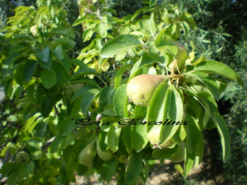 MI HUERTO: PERAL ERCOLINA