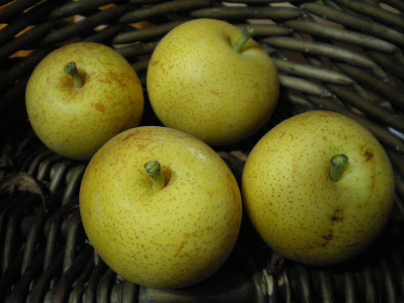 MI HUERTO: NASHI O PERA JAPONESA.