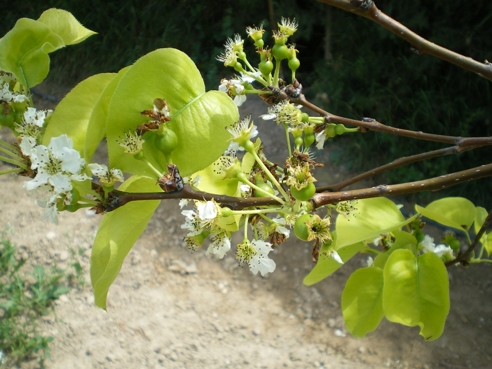 MI HUERTO: NASHI O PERA JAPONESA.
