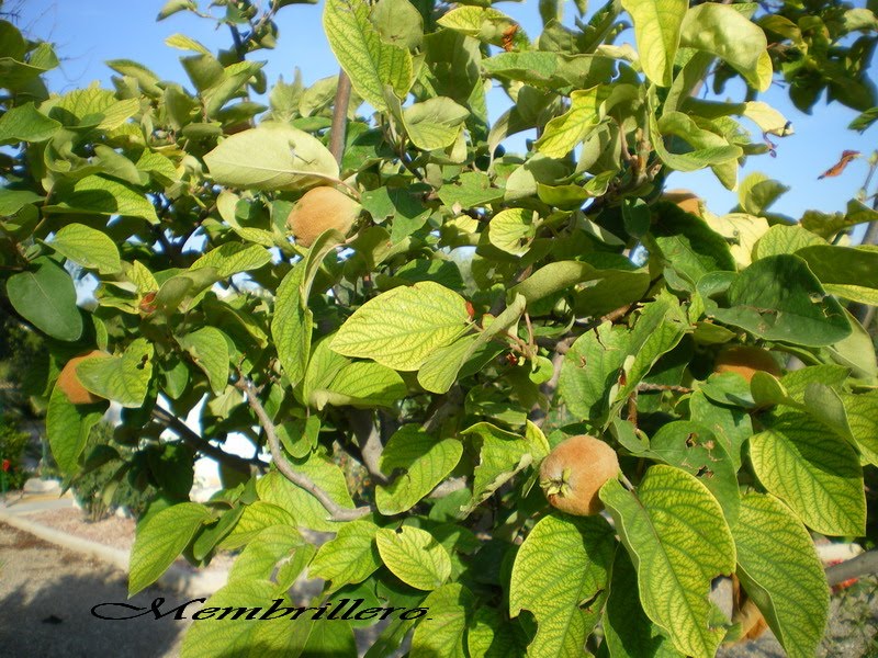 MI HUERTO: MEMBRILLERO