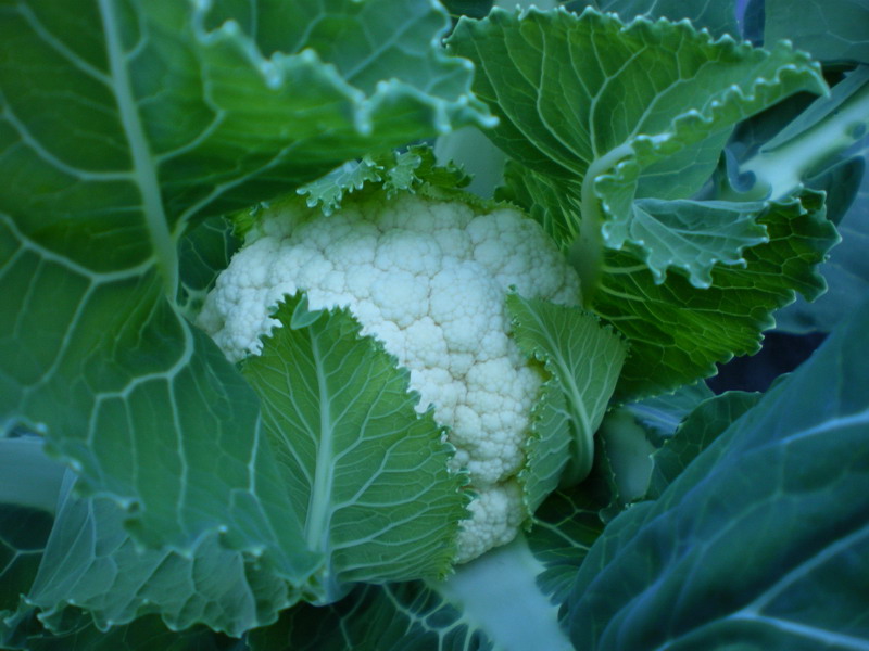 MI HUERTO: BRÓCOLI, COL Y COLIFLOR