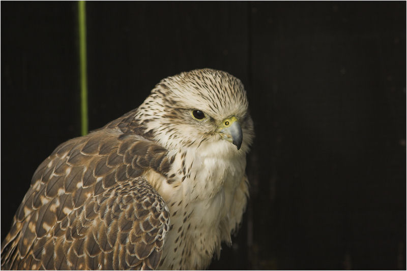 MONTS CORNWALL/KERNOW: CORNISH BIRDS OF PREY 4 RAPTORS.