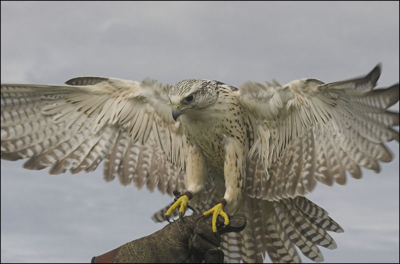 MONTS CORNWALL/KERNOW: CORNISH BIRDS OF PREY 4 RAPTORS.