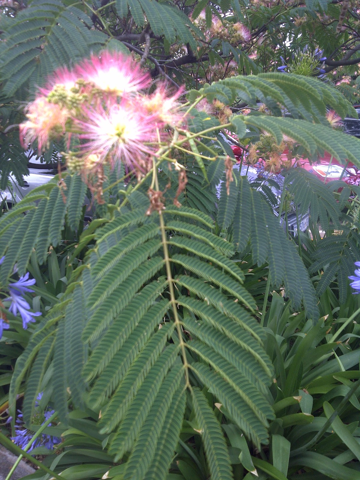 Crazy Photo's from Johannesburg: Powder Puff Tree