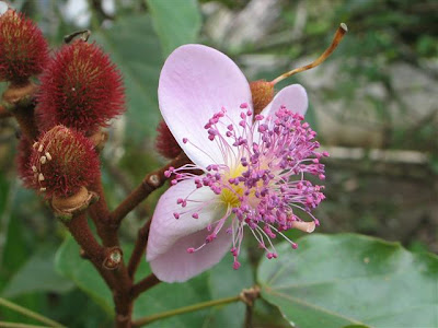 From Our (Brazilian) Home to Yours: Annatto... Flower, seeds and a food ...