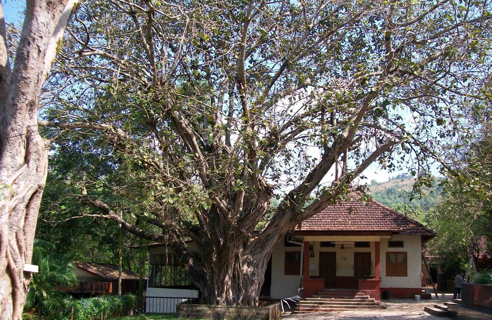 Prakruti -Mother Nature: The Glory of a Tree-near to Sri Ram Temple ...